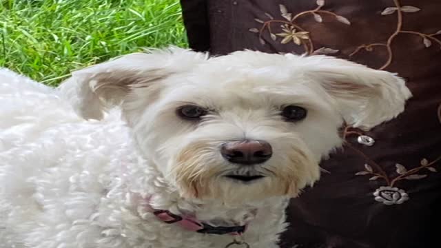 Random Acts Kindness TRY A LITTLE KINDNESS Social-emotional SEL Lesson ...