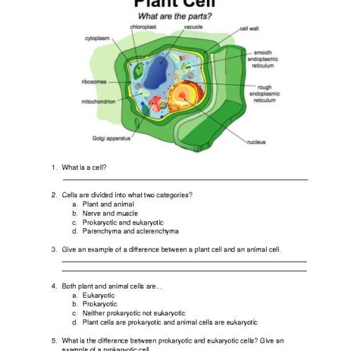 Types of Cells English Reading Comprehension Worksheet - Classful