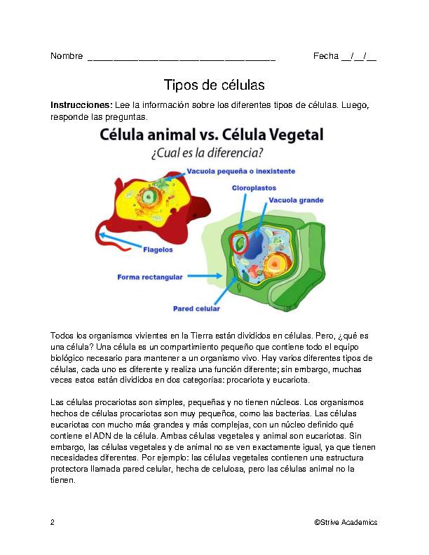 Types of Cells Spanish Reading Comprehension Worksheet - Classful