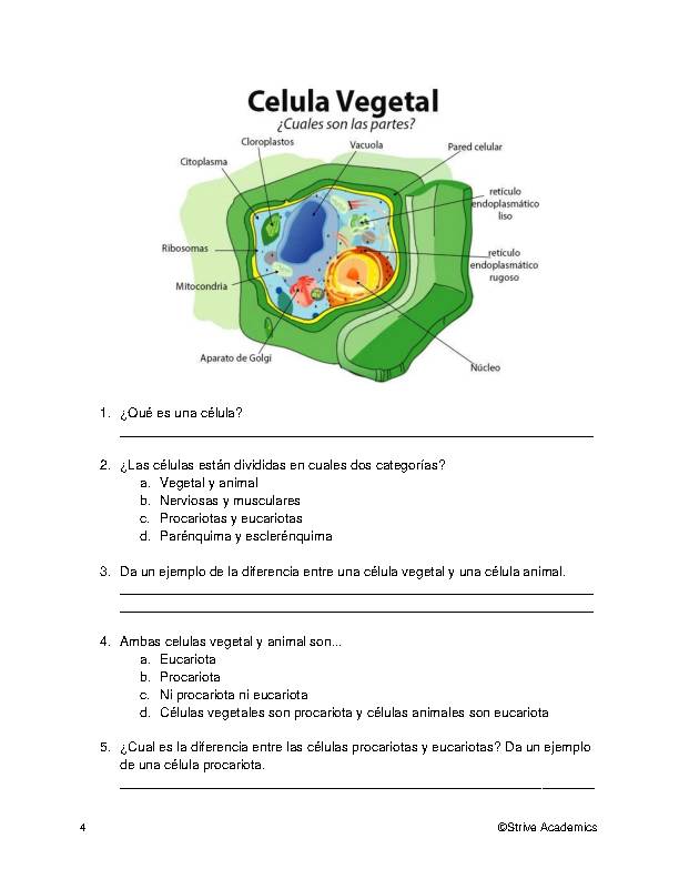 Types of Cells Spanish Reading Comprehension Worksheet - Classful