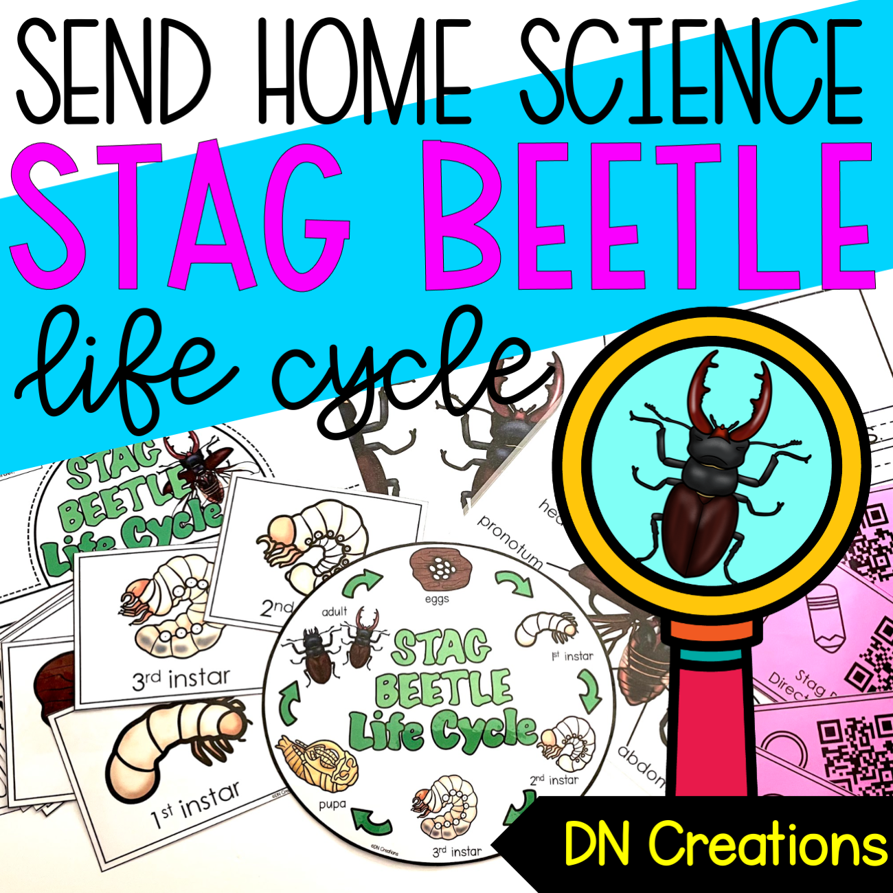 Send Home SCIENCE unit STAG BEETLE l Stag Beetle Lifecycle Activities l ...