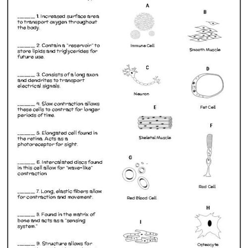 Cell Differentiation Reading Passage and Questions - Classful