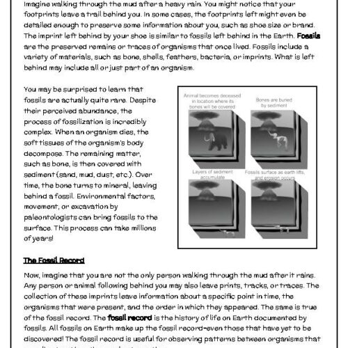 Patterns in the Fossil Record Reading Passage, Questions, and Activity ...