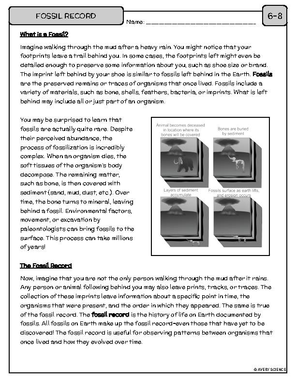 Patterns in the Fossil Record Reading Passage, Questions, and Activity ...