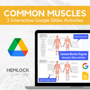 Common Muscles (Muscular System) - drag-drop/labeling - Google Slides ...