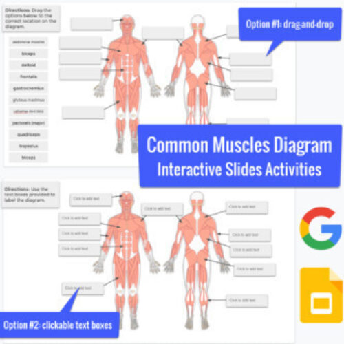 Common Muscles (Muscular System) - drag-drop/labeling - Google Slides ...