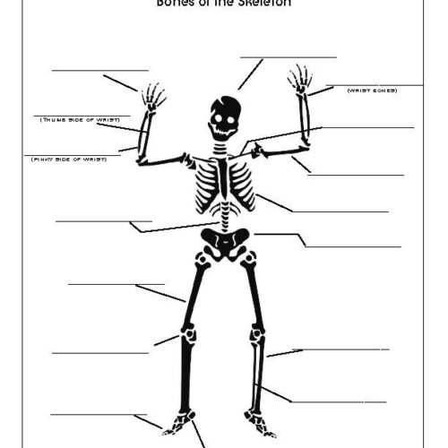 Bones of the Skeleton - Learn the Names of Bones! - Grades 5-6-7-8 ...