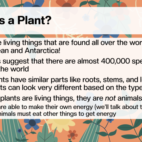 The Wonderful World of Plants! - Lesson Slides on Plants and ...