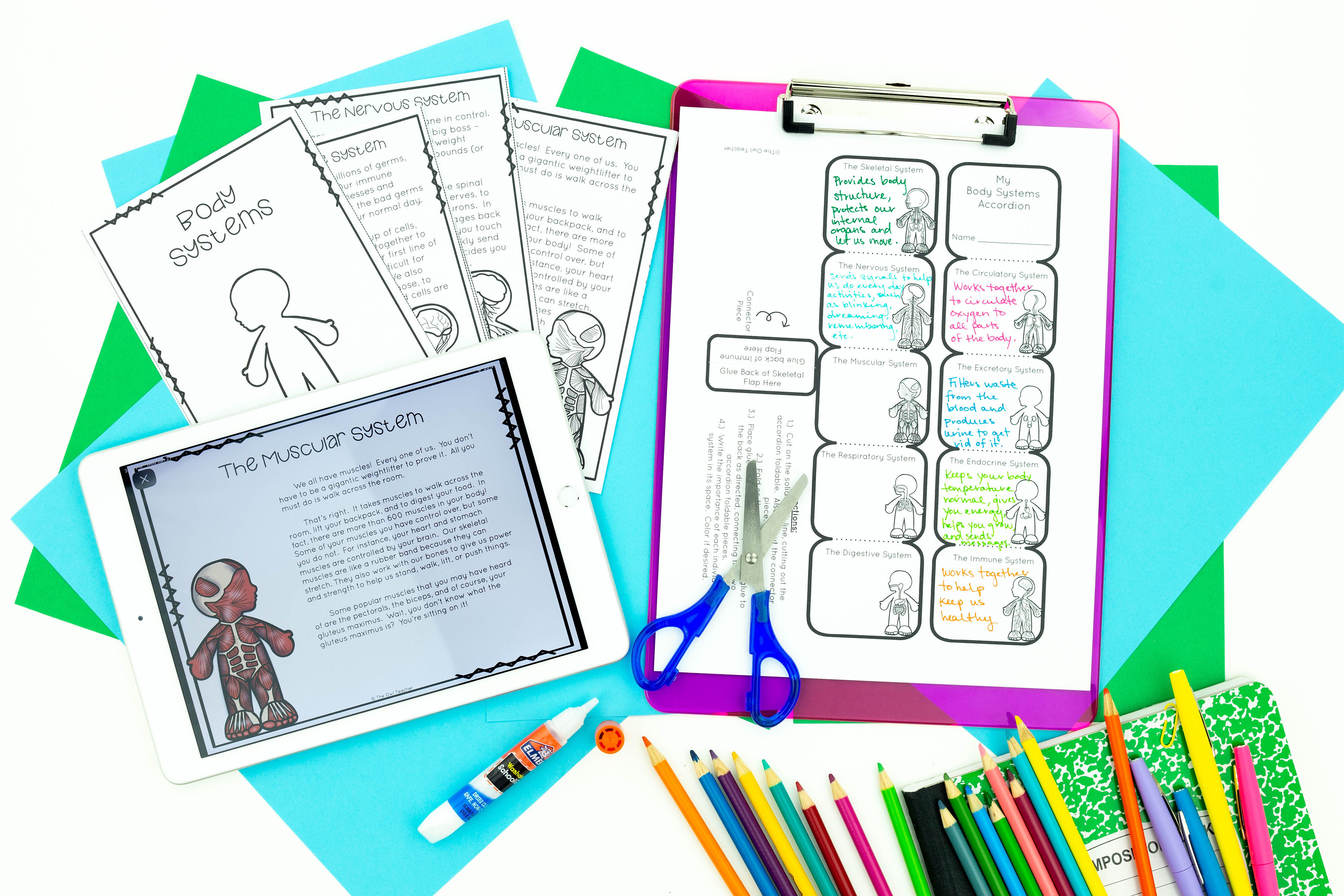 Human Body Systems Activity | Foldable Booklet Printable & Digital ...