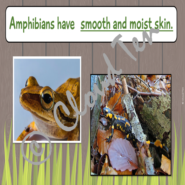 Amphibians in Google Slides™ - Classful