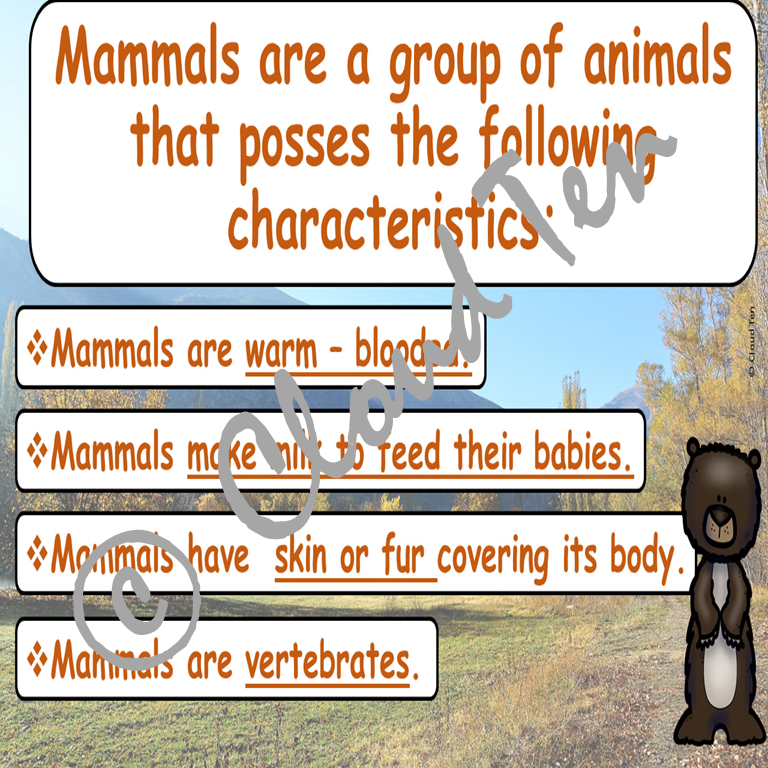 Mammal Characteristics