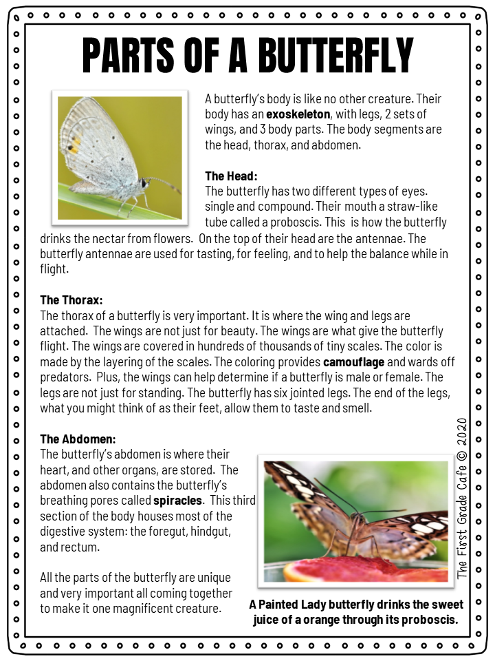 Life Cycle of a Butterfly Close Read - Classful
