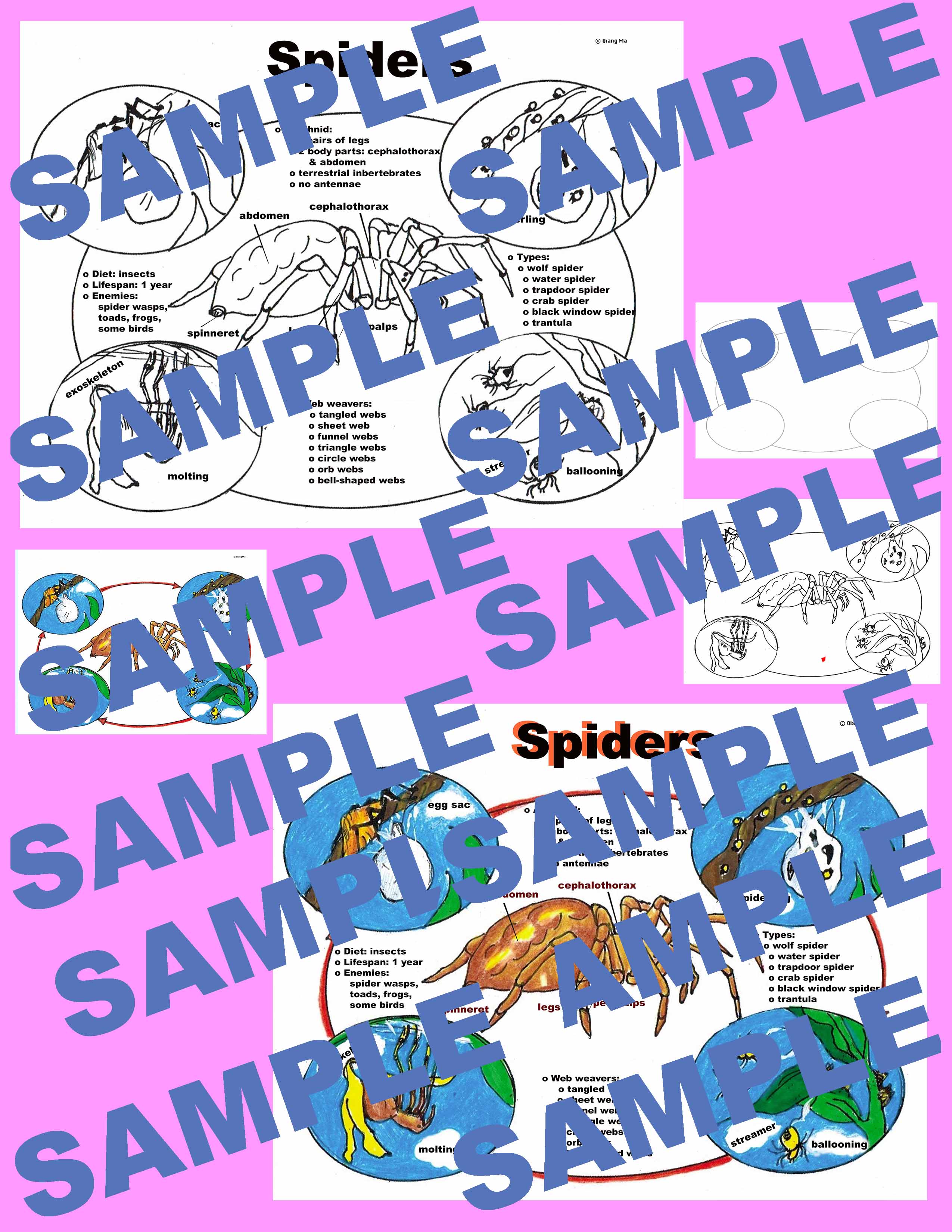 Close Reading- Spiders by Gail Gibbons - Classful