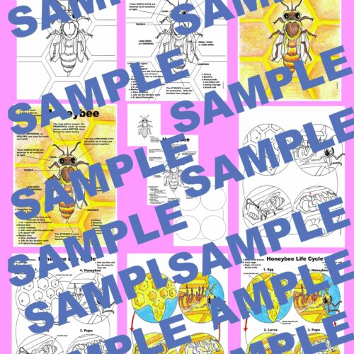 Close Reading- The Honey Makers by Gail Gibbons - Classful