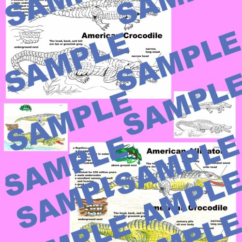 Close Reading- Alligators and Crocodiles by Gail Gibbons - Classful