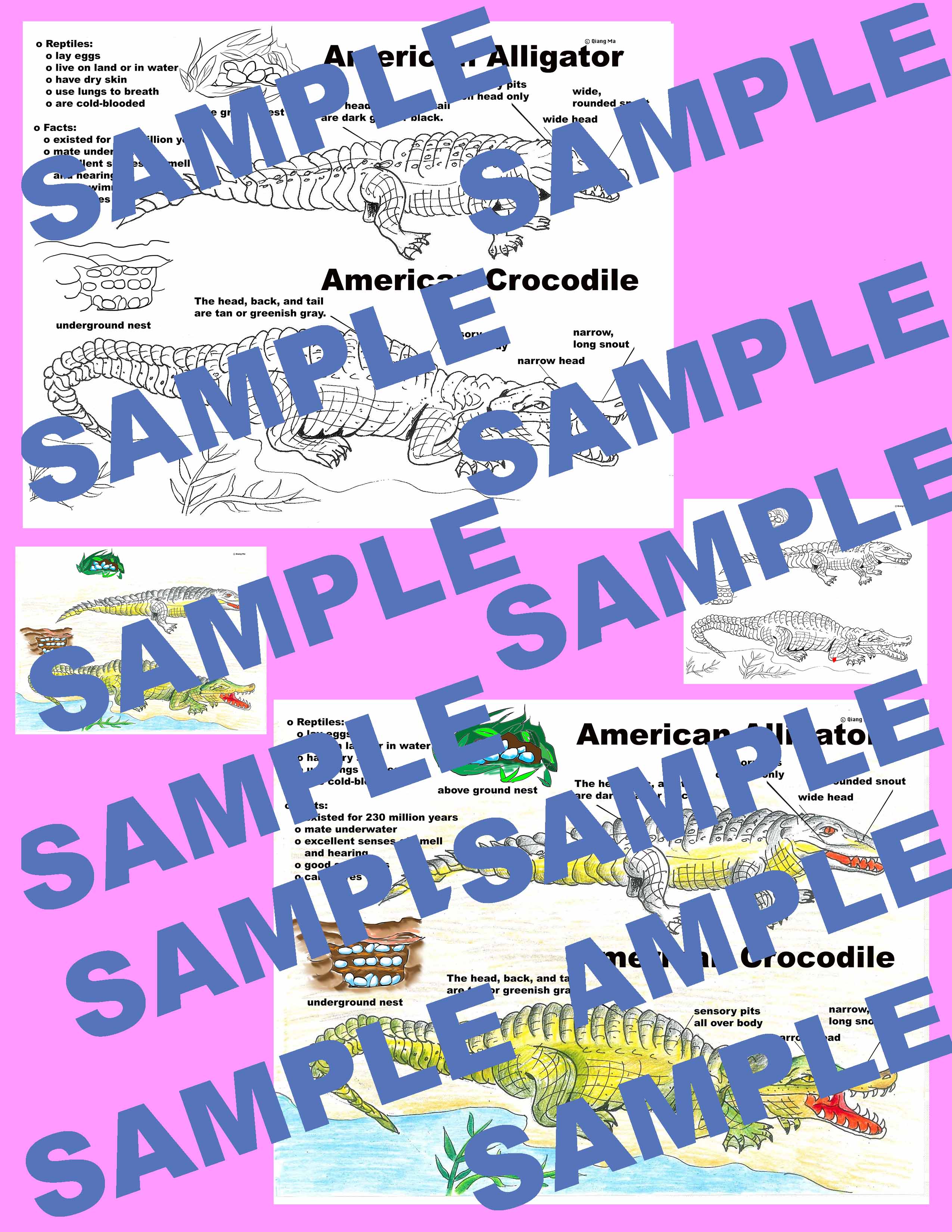 Close Reading- Alligators and Crocodiles by Gail Gibbons - Classful