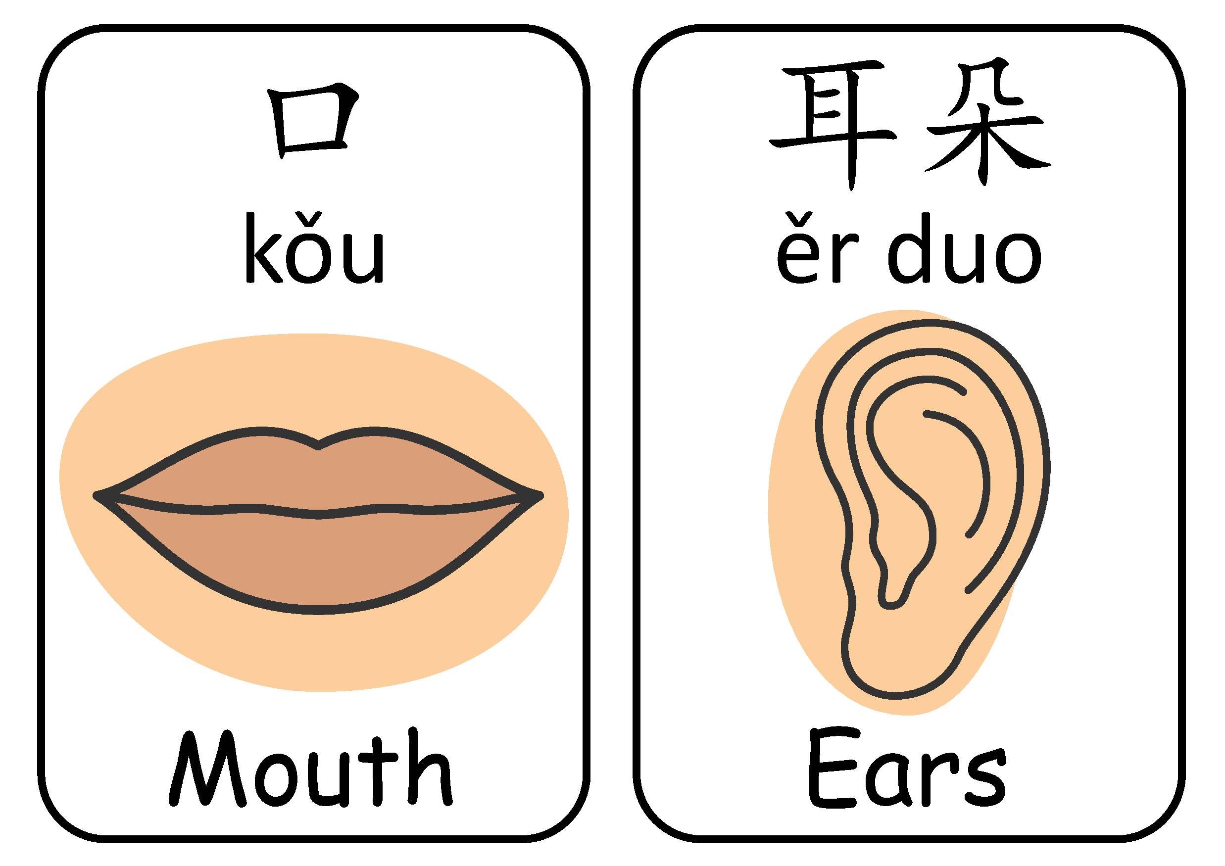 Mandarin Chinese First Words Flashcards - Body Parts flash cards with ...