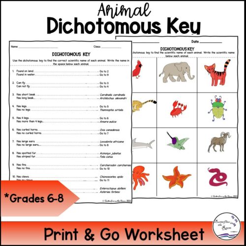 Animal Dichotomous Key - Classful