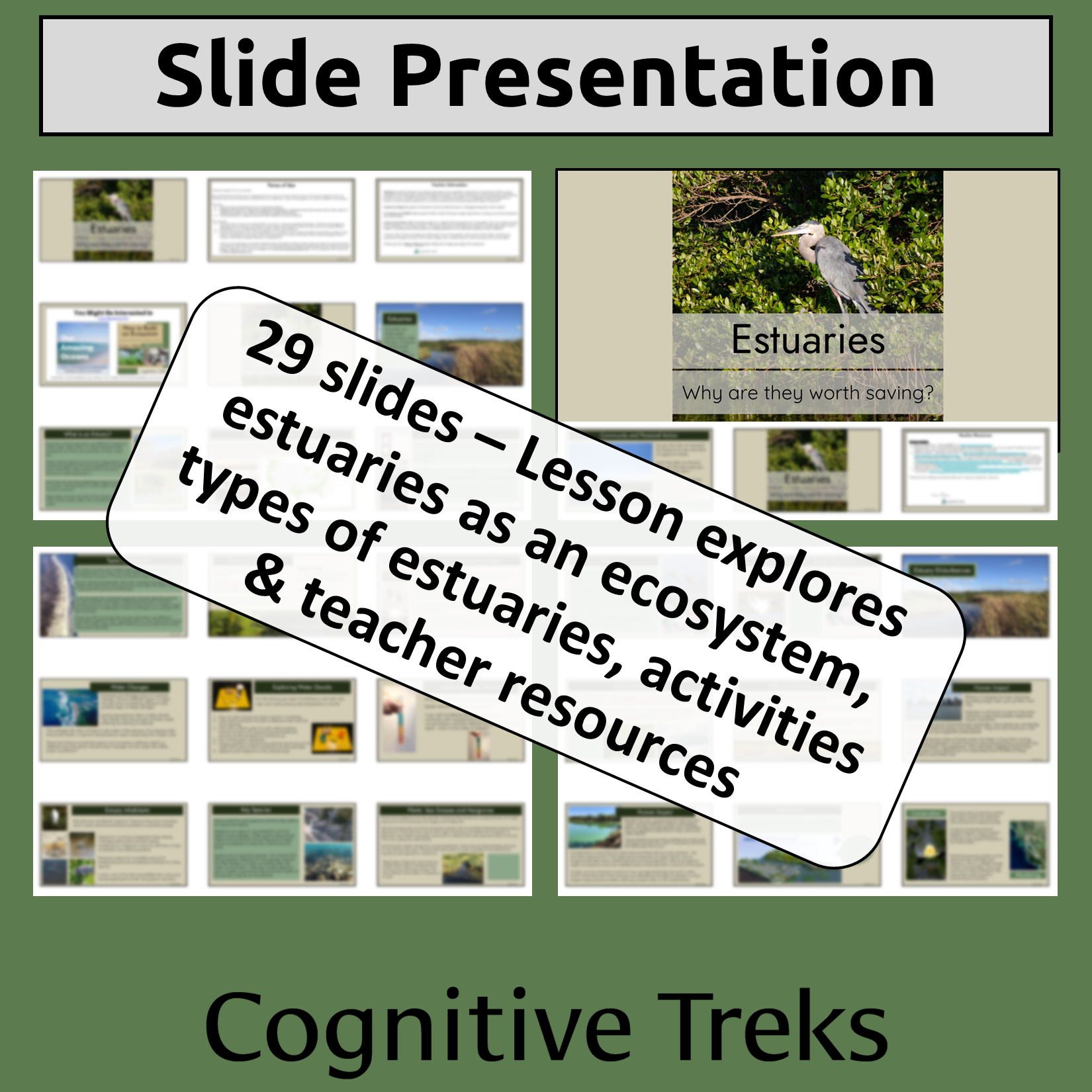 Wetland & Estuary Ecosystems | Ecology & Human Impact | Lesson/Notes ...