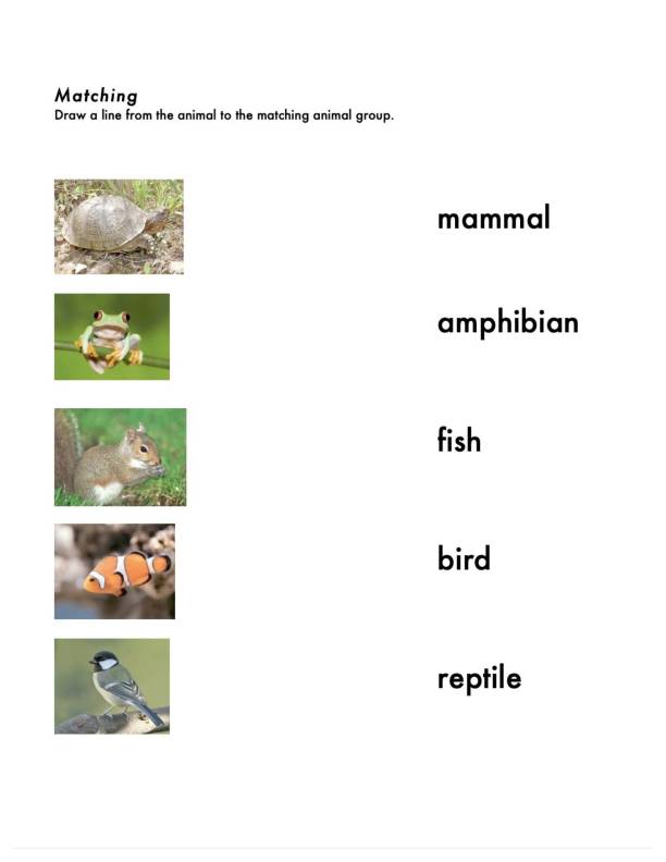 ANIMAL GROUPS ASSESSMENT WITH ANSWERS - Classful