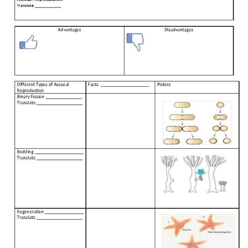Asexual Reproduction Graphic Organizer - Classful
