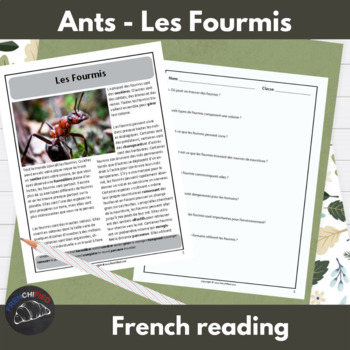 French reading comprehension activity - ants - Classful