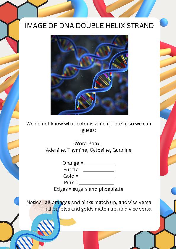 DRAWING OF DNA STRUCTURE