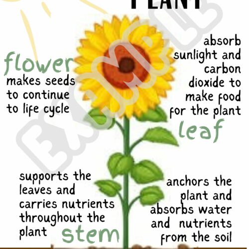 Parts of a Plant Anchor Chart - Classful