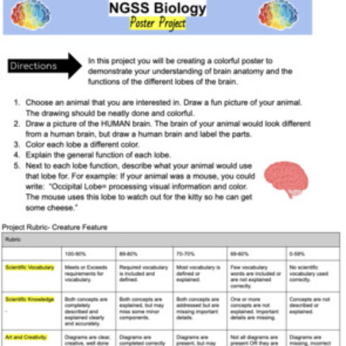 FUN Nervous System Brain Anatomy Creativity Project STEM NGSS Biology ...