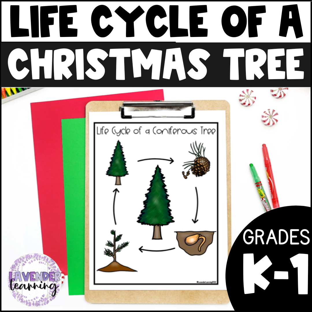Life Cycle of a Christmas Tree Activities, Worksheets, Booklet ...