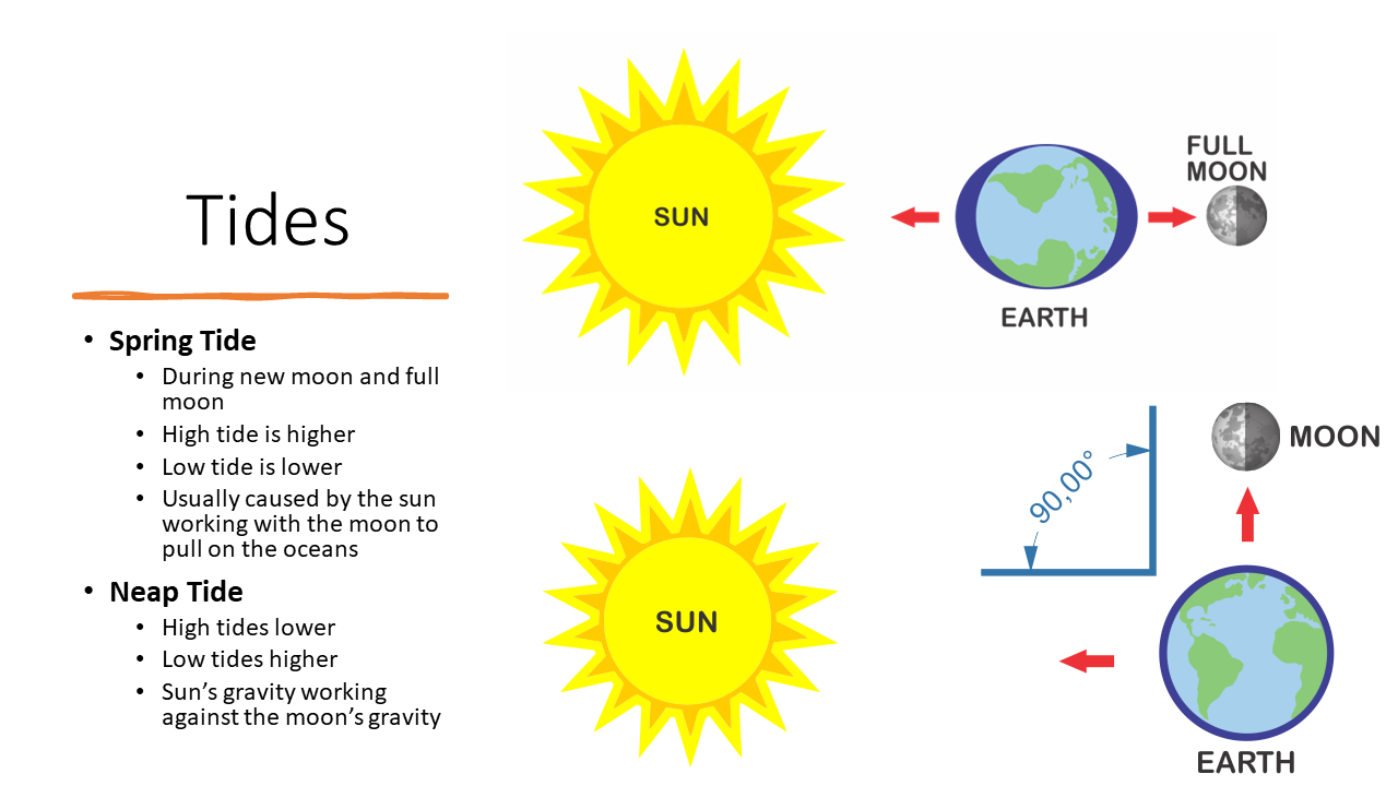 Apologia Zoology 2 Swimming Creatures Chapter 1 Slideshow | EDITABLE ...