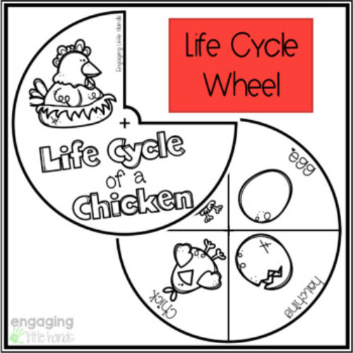 Life Cycle of a Chicken Tab Flip book - Classful