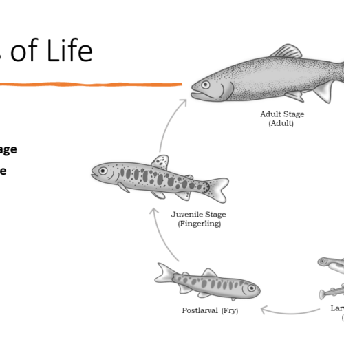 Apologia Zoology 2 Swimming Creatures Chapter 6 Fish EDITABLE - Classful