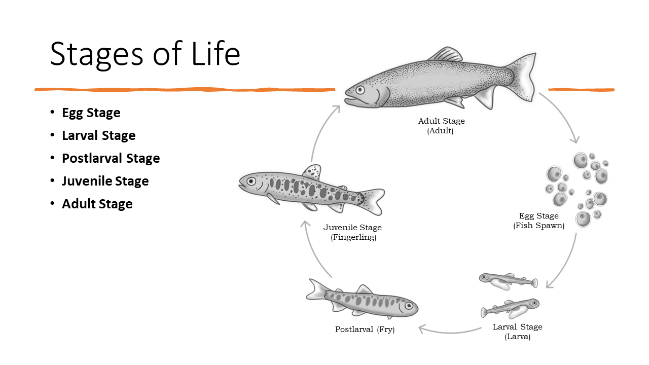 Apologia Zoology 2 Swimming Creatures Chapter 6 Fish EDITABLE - Classful