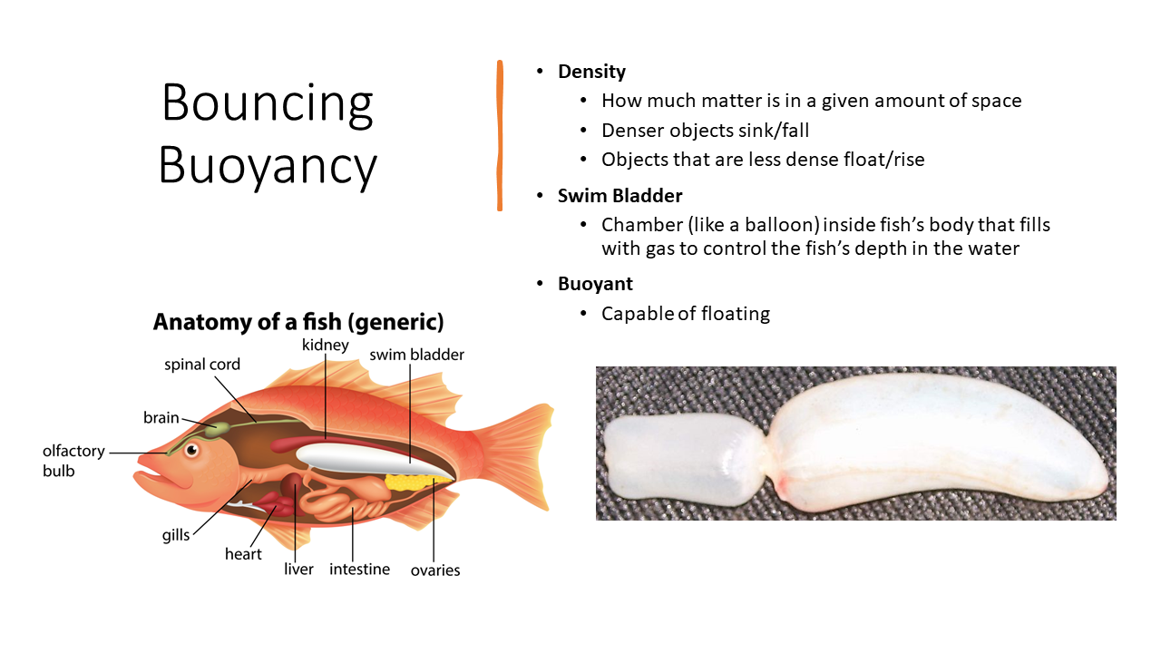 Apologia Zoology 2 Swimming Creatures Chapter 6 Fish EDITABLE - Classful