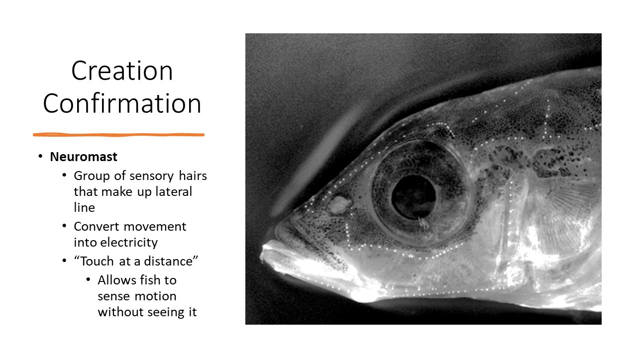 Apologia Zoology 2 Swimming Creatures Chapter 6 Fish EDITABLE - Classful