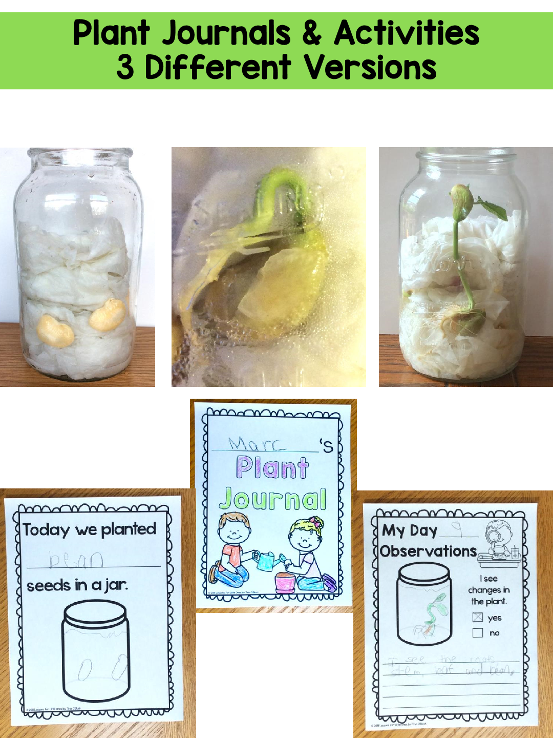 Plants Flowers Science Experiments Parts of Flower Word Wall Cards ...
