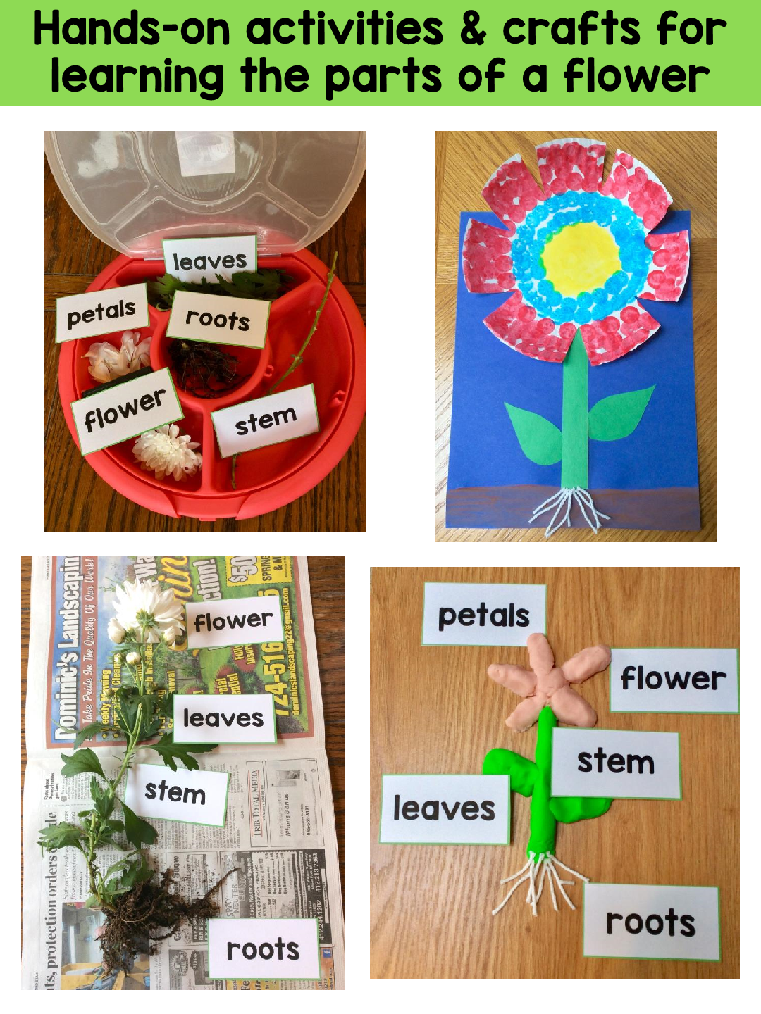Plants Flowers Science Experiments Parts of Flower Word Wall Cards ...
