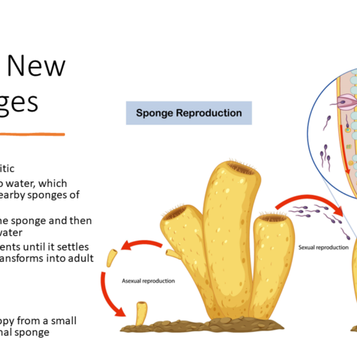 Apologia Zoology 2 Swimming Creatures Ch 13 Other Interesting Aquatic ...