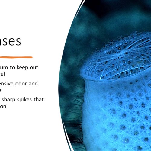 Apologia Zoology 2 Swimming Creatures Ch 13 Other Interesting Aquatic ...