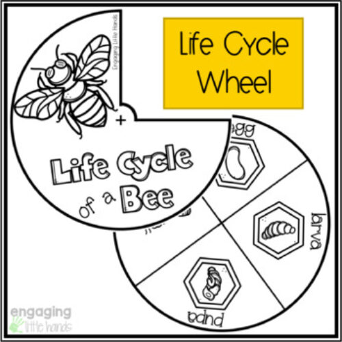 Life Cycle of a Bee Tab Flip book - Classful