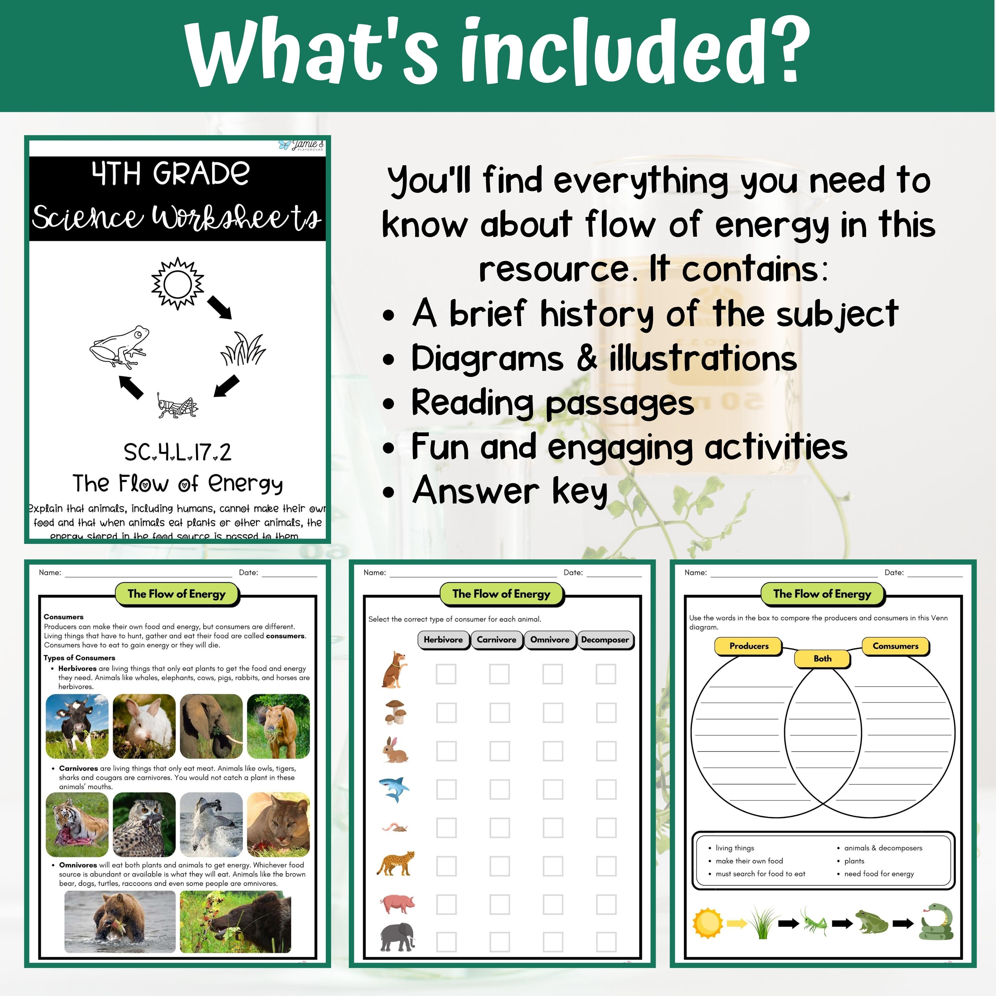 Flow of Energy Activity & Answer Key 4th Grade Life Science - Classful