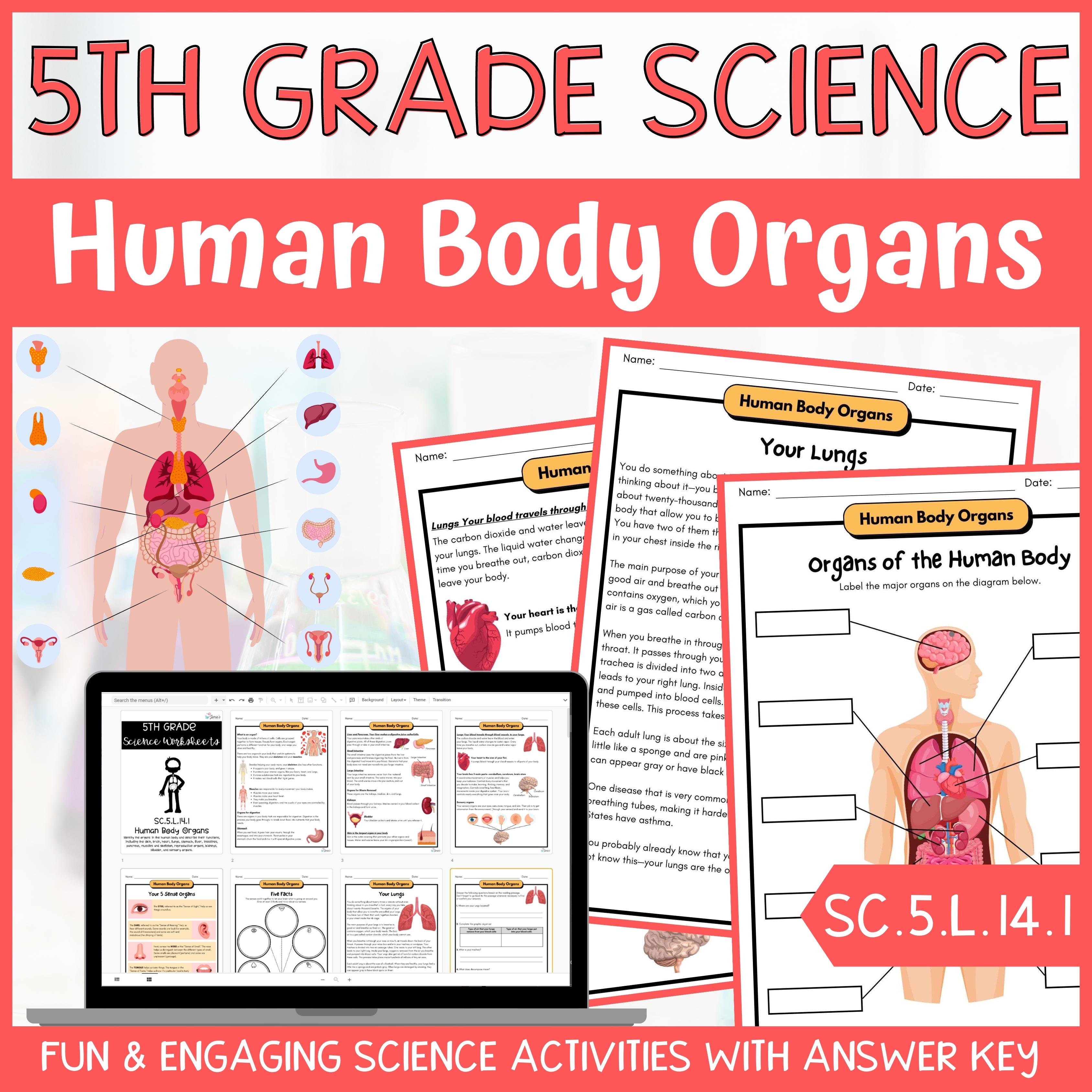 Human Body Organs Activity & Answer Key 5th Grade Life Science - Classful