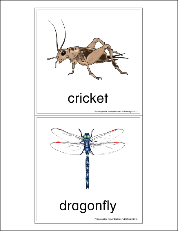 Insect Flash Cards ESL ELL Newcomer - Classful