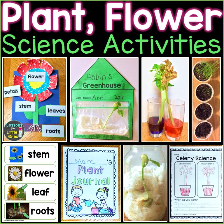 Plants Flowers Science Experiments Parts of Flower Word Wall Cards ...