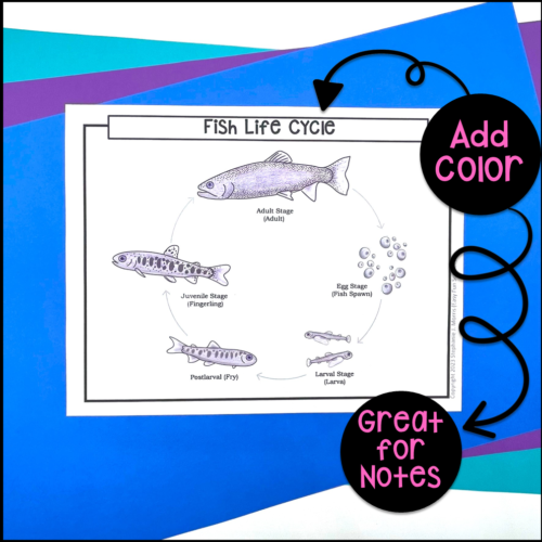 Fish Life Cycle Worksheet For Kids