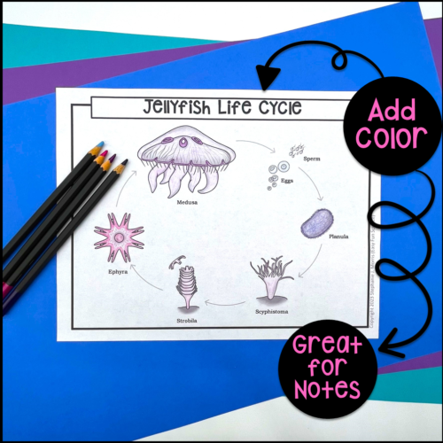 Jellyfish Life Cycle - Classful