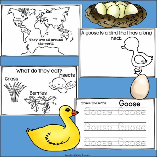Goose Mini Book for Early Readers - Animal Study, Geese, Goose - Classful
