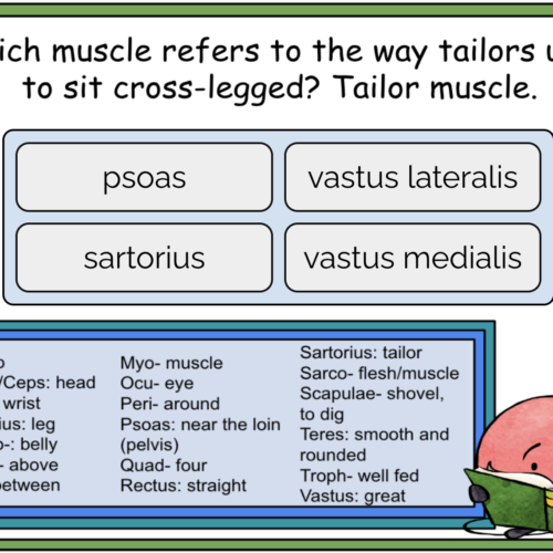 Muscle Medical Terminology Boom Cards - Classful