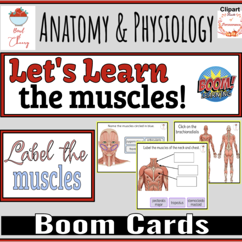 Muscle System- Label Major Muscles Boom Cards - Classful
